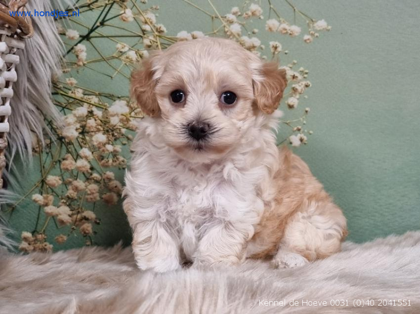 Herplaatsen van honden | welpen-bolonka-puppy.de