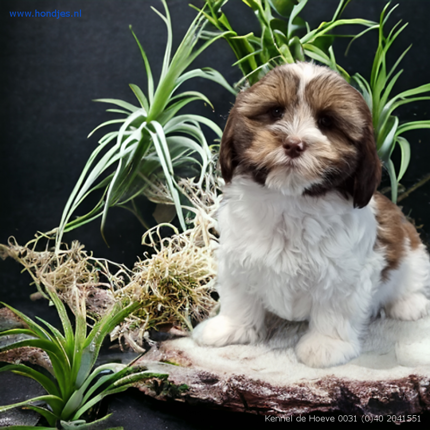 Herplaatsen van honden | welpen-bolonka-puppy.de