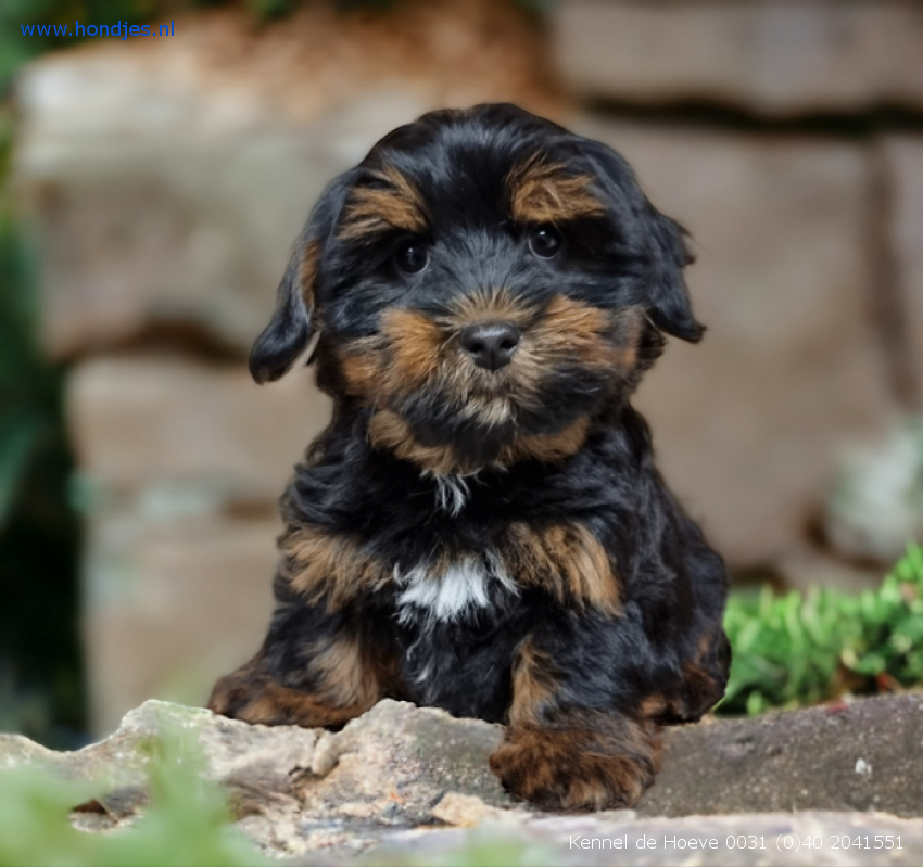 Herplaatsen van honden | welpen-bolonka-puppy.de