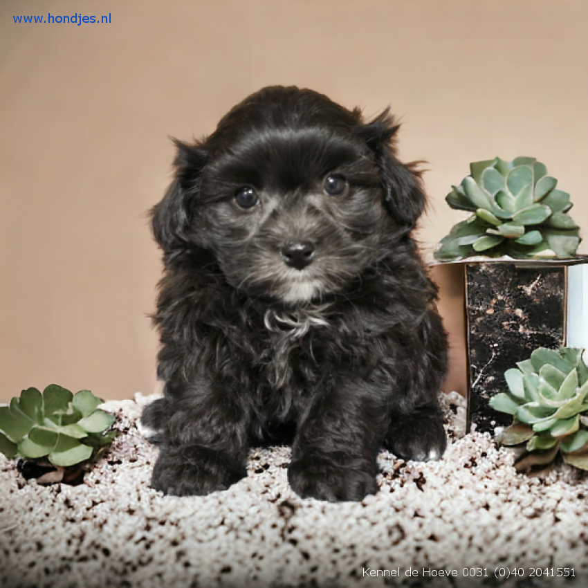 Maltipoo | welpen-bolonka-puppy.de