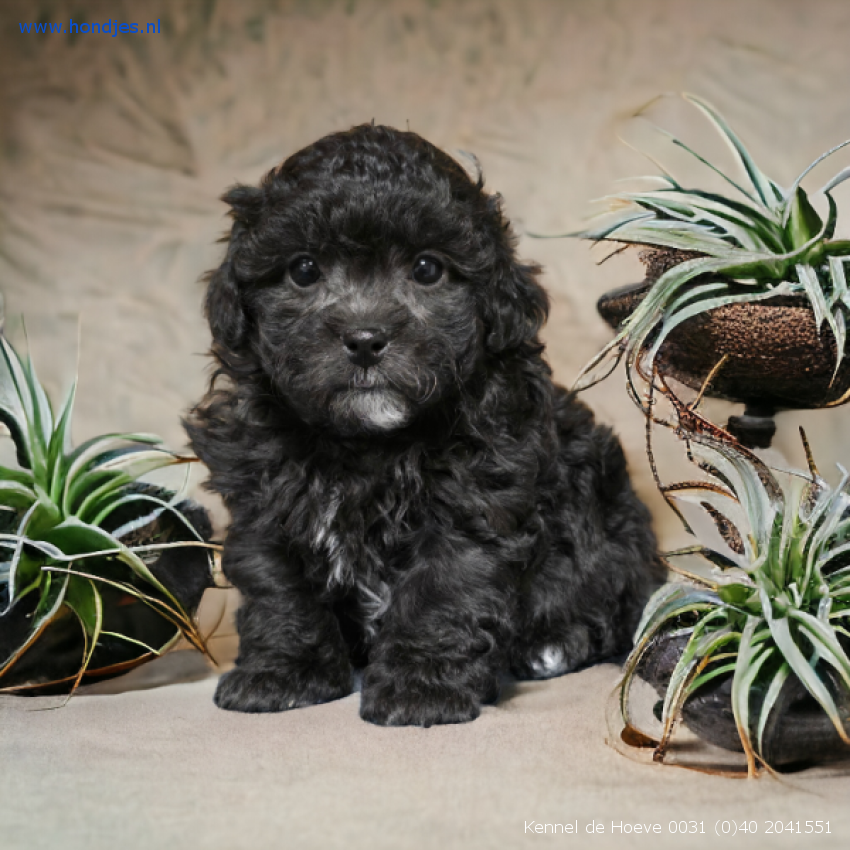 Maltipoo | welpen-bolonka-puppy.de