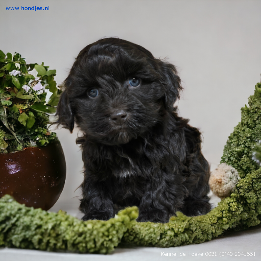 Maltipoo | welpen-bolonka-puppy.de