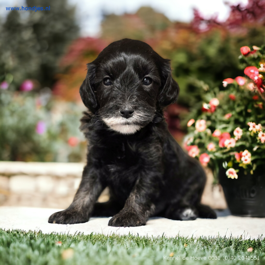 Alles over onze pups | welpen-bolonka-puppy.de