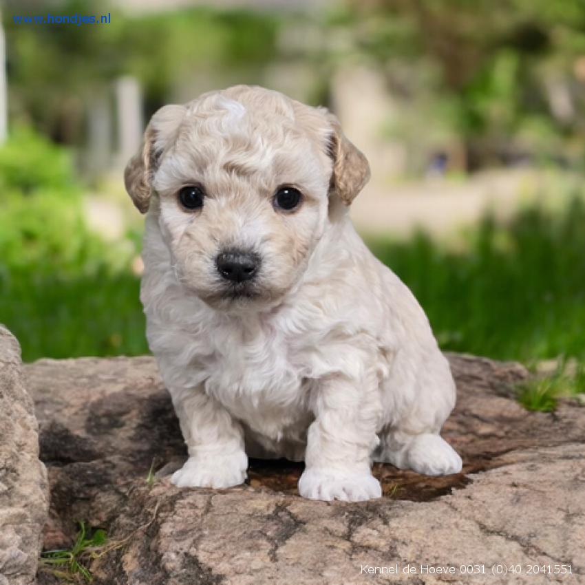 Onze rassen Algemeen | welpen-bolonka-puppy.de