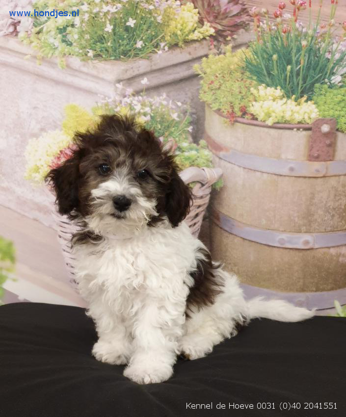 Zwinger de Hoeve. Züchter von Boomer, bolonka, bolonka Zwetna, Maltipoo ...