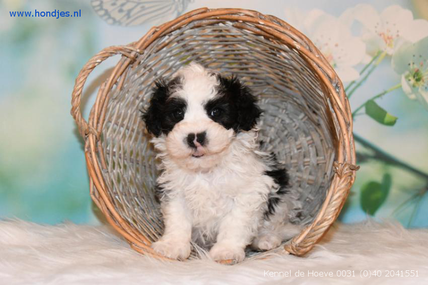 Zwinger de Hoeve. Züchter von Boomer, bolonka, bolonka Zwetna, Maltipoo ...